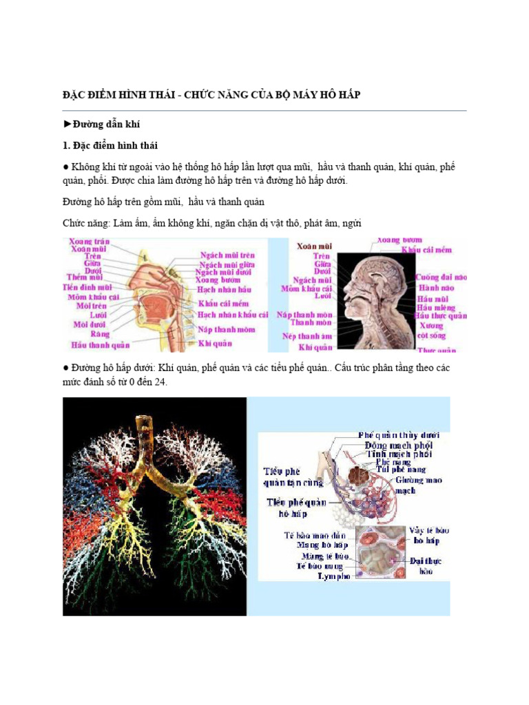 Sinh Lsy Hô Hấp Yhoctructuyen | PDF