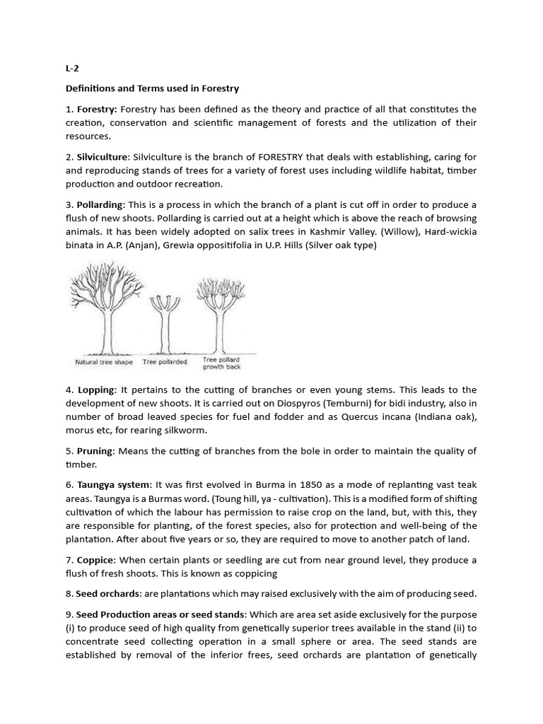 Terminologies in Forestry | PDF | Forests | Trees