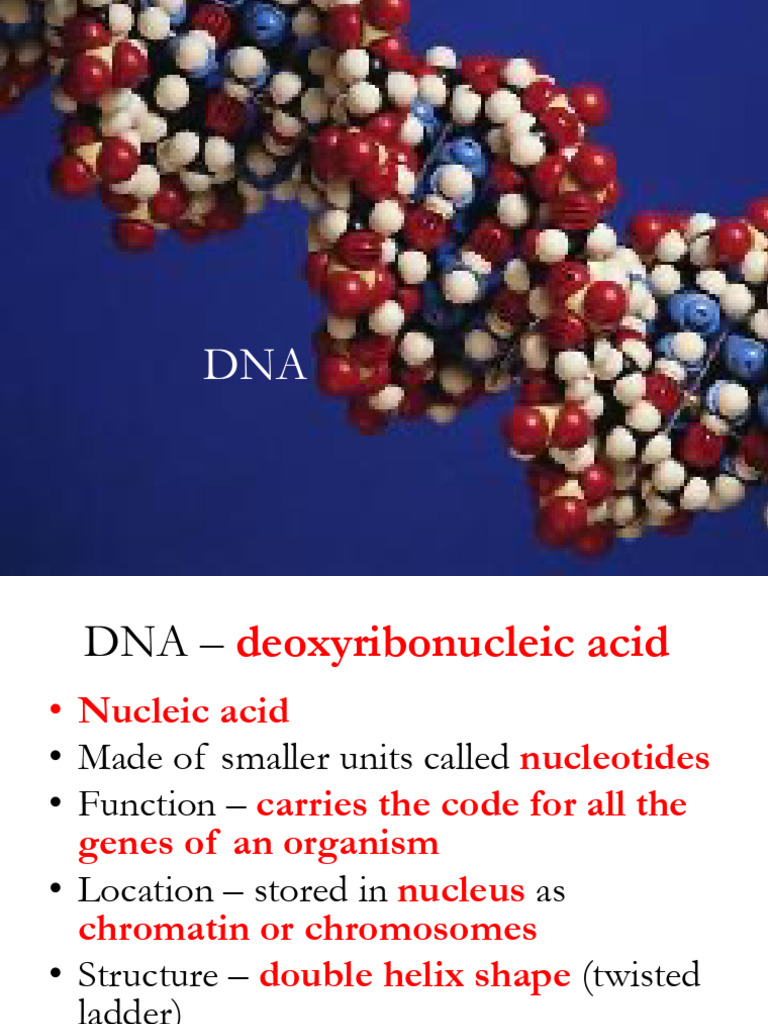 DNA CellCycle Cancer CP | PDF | Dna | Mitosis