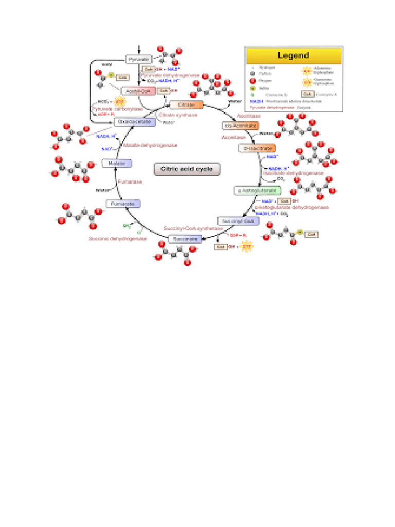 Krebs Cycle | PDF