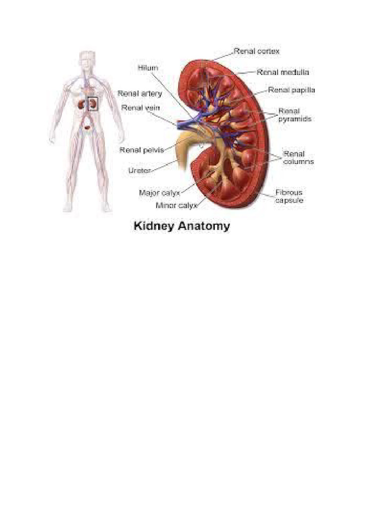 Kidney | PDF