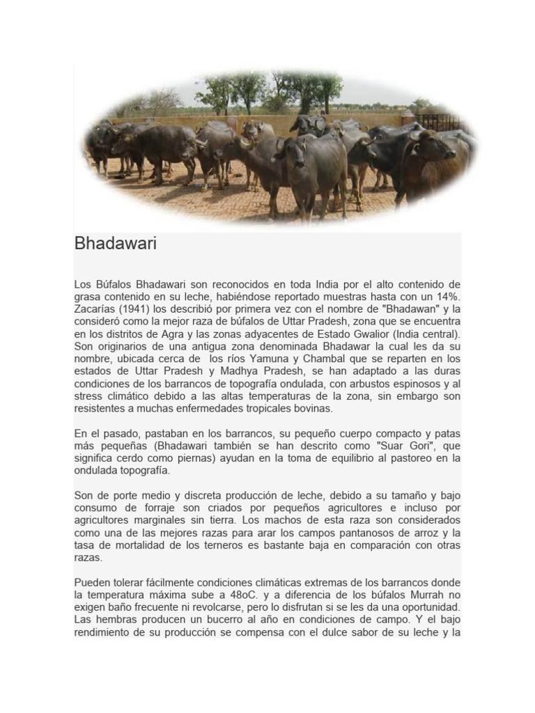 A 10 Bhadawari | PDF | Vacas | Ganado