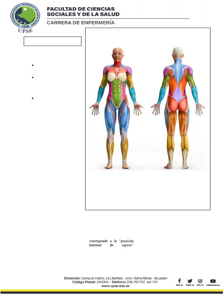 Anatomia Descriptiva | PDF | Términos anatómicos de ubicación | Abdomen