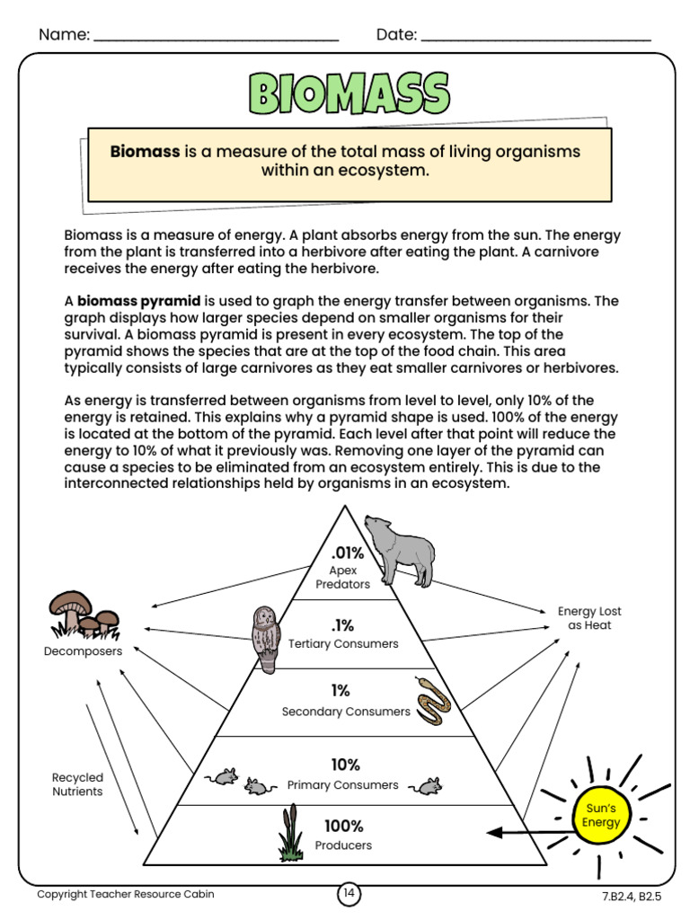 Wyatt Wang - Lesson 8 - Biomass & Food Webs (7's) | PDF | Biomass ...