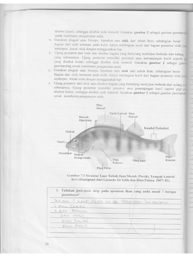 Struktur Ikan 1 | PDF