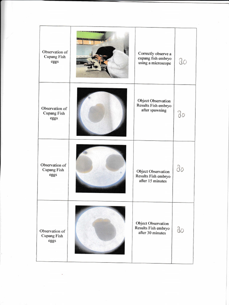 Lapsem Embrio 3 | PDF | Wellness