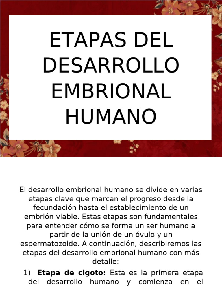 Etapas Del Desarrollo Embrional Humano | PDF | Embrión | Feto