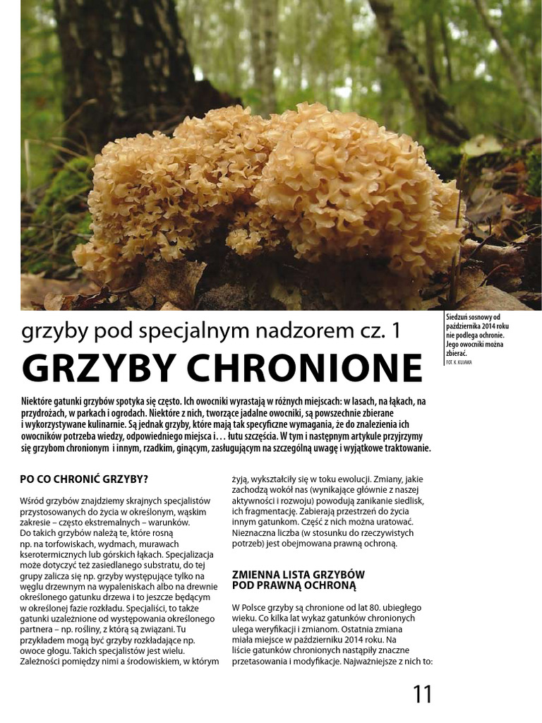 Grzyby Chronione | PDF