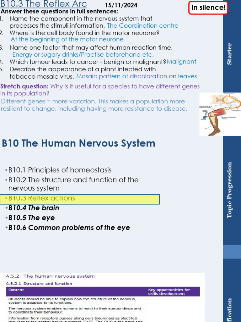 Understanding the Reflex Arc | PDF | Synapse | Nerve