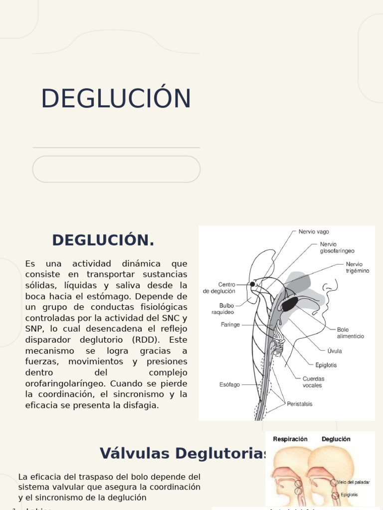 Deglución | PDF | Sistema digestivo | Anatomía
