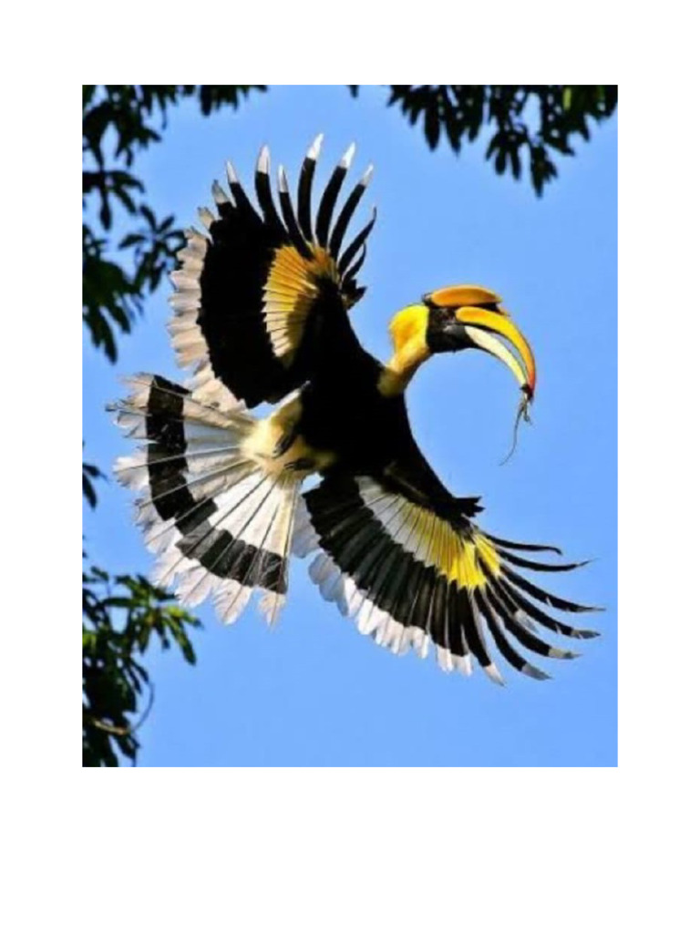 Burung Aloo | PDF