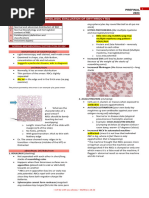 Pencil Cells in Iron Deficiency Anemia | PDF | Anemia | Hematology