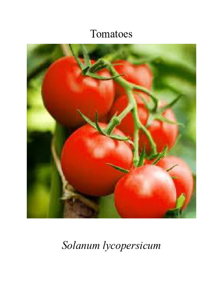 Agri Plot Plant Names | PDF