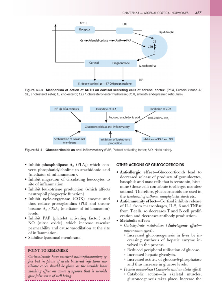Adrenal Cortical Hormones Overview | PDF | Adrenal Gland | Adrenocorticotropic Hormone