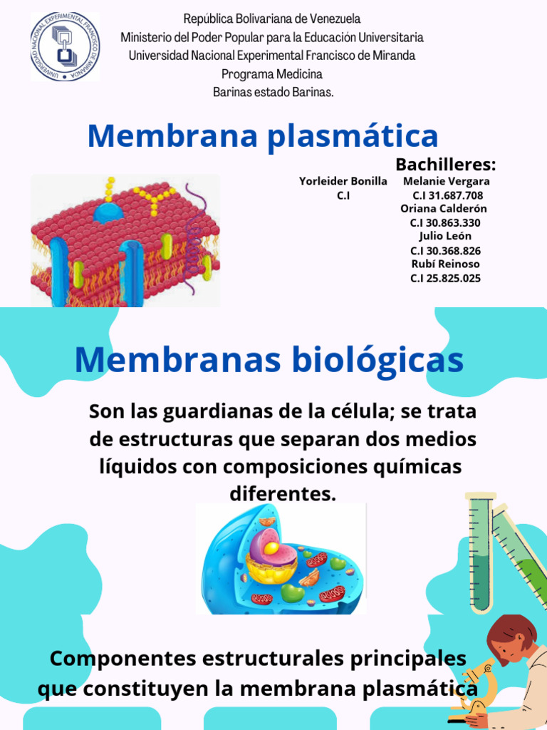 Estructura y Funciones de la Membrana Plasmática | PDF | Membrana ...