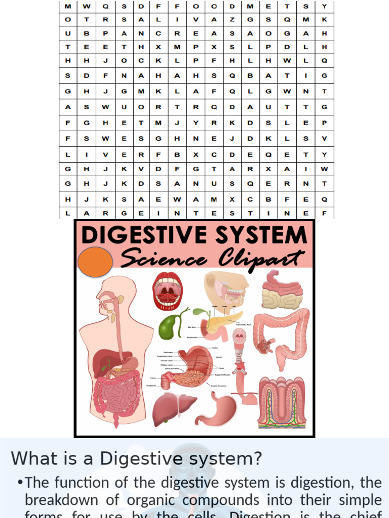Digestive System Basics for Beginners | PDF | Digestion | Stomach