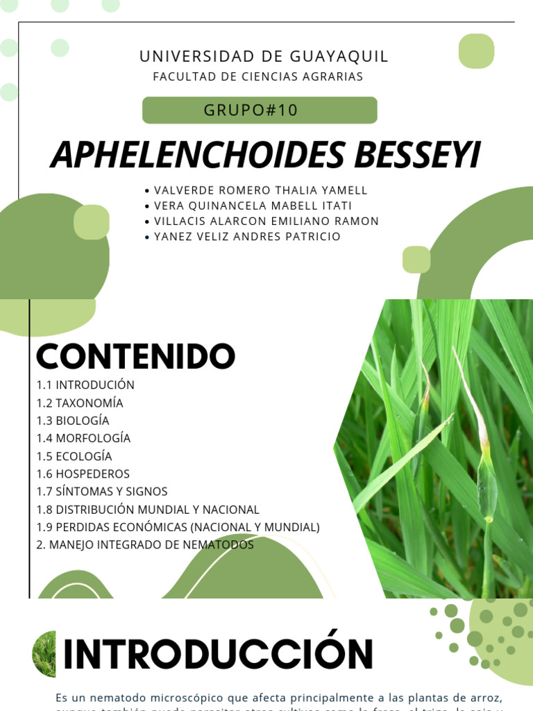 Aphelenchus Besseyi - GRUPO #10 | PDF | fresa | Arroz