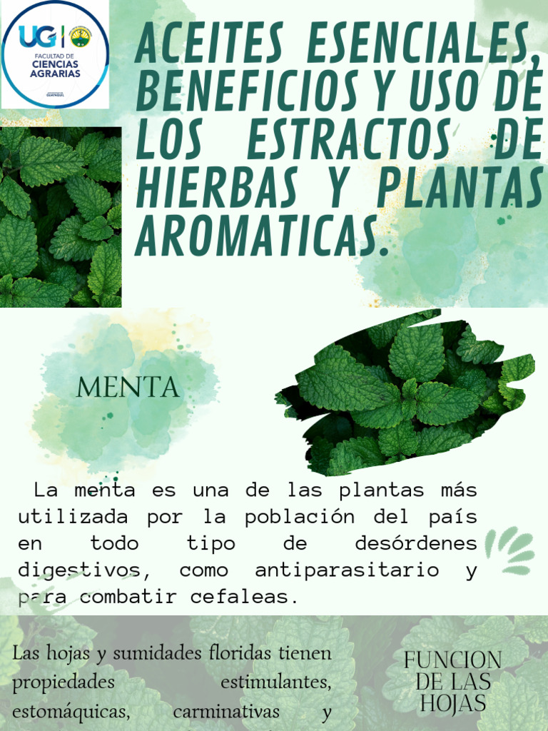 Beneficios y usos de la menta | PDF