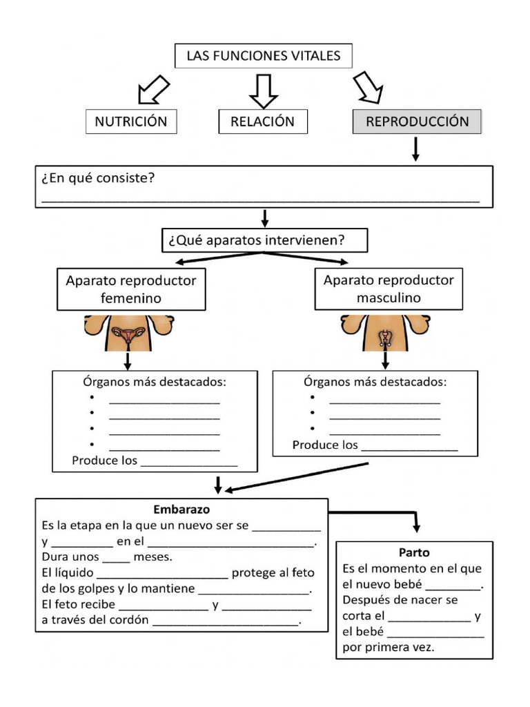 Funciones Vitales de Los Seres Vivos: Reproducción | PDF