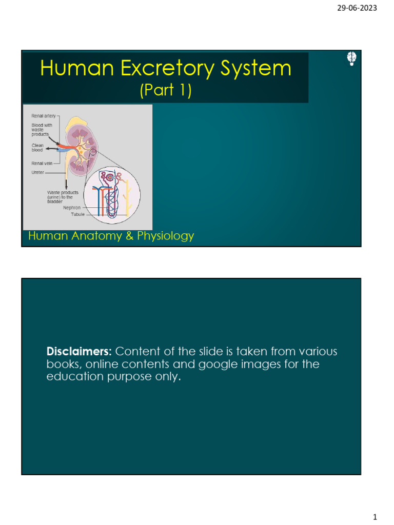 Excretory System | PDF | Kidney | Urinary System