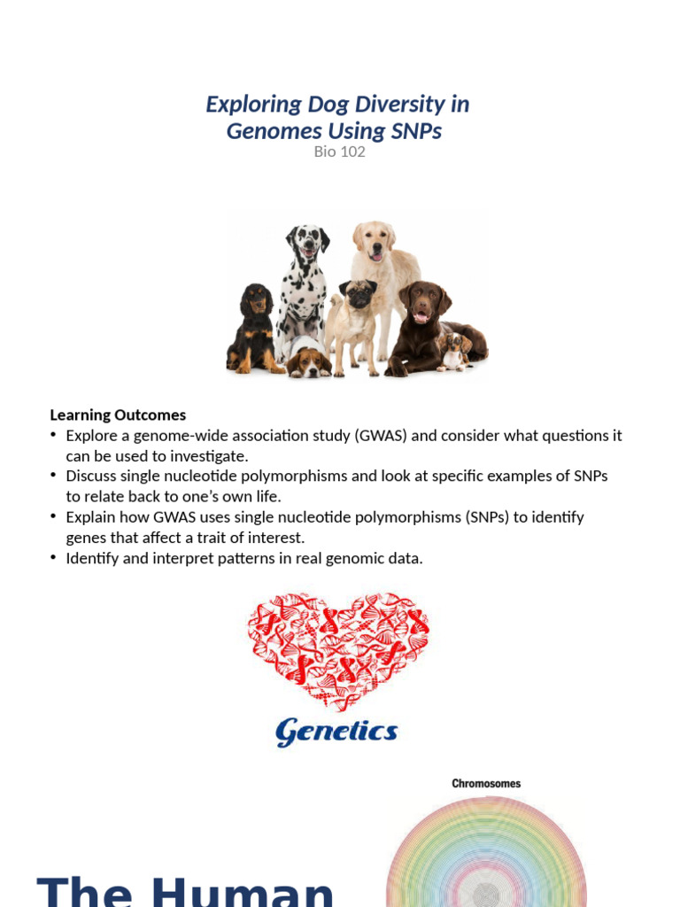 Exploring Dog Diversity in Genomes Using SNPs | PDF | Single Nucleotide ...