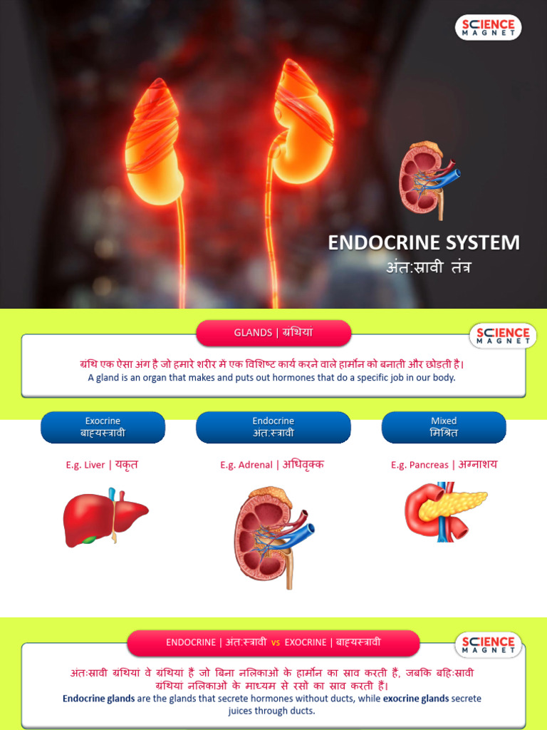 Endocrine System Part 1 | PDF