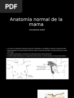 Anato Macroscópica de La Mama | PDF | Pecho | Anatomía humana