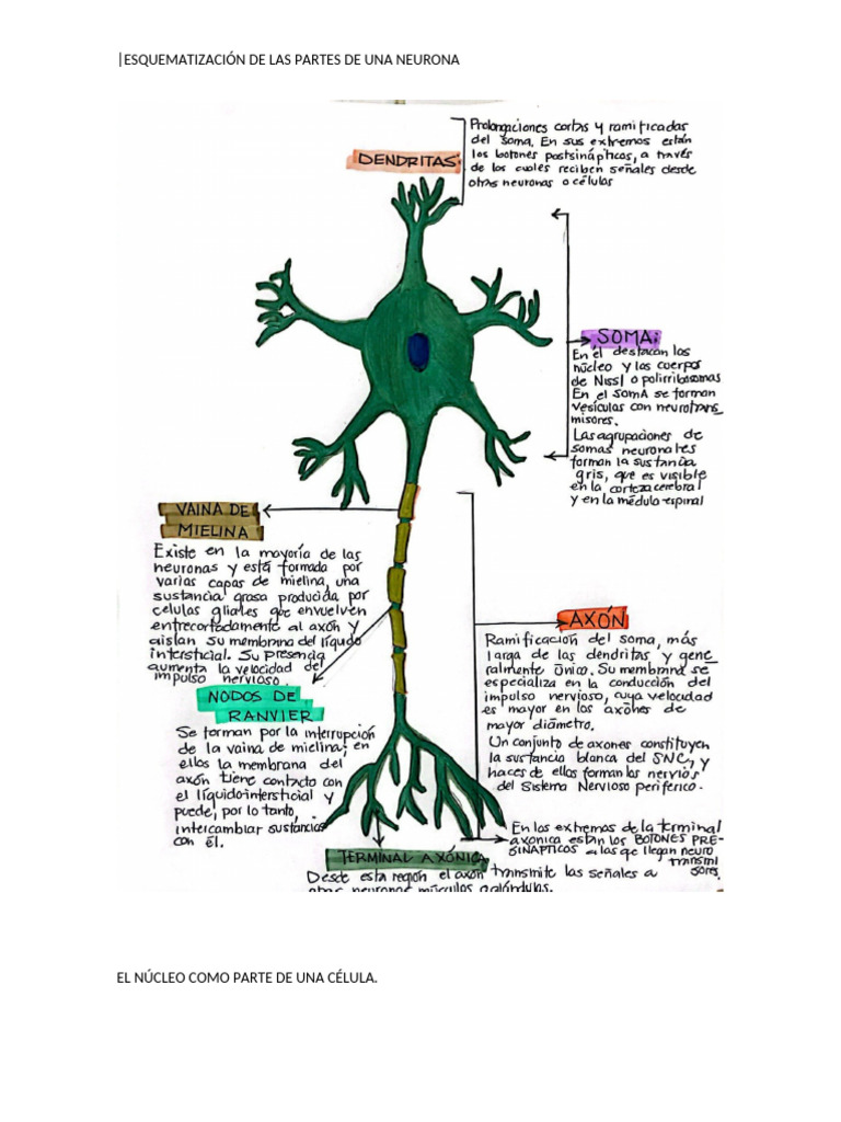 Partes y Funciones de una Neurona | PDF