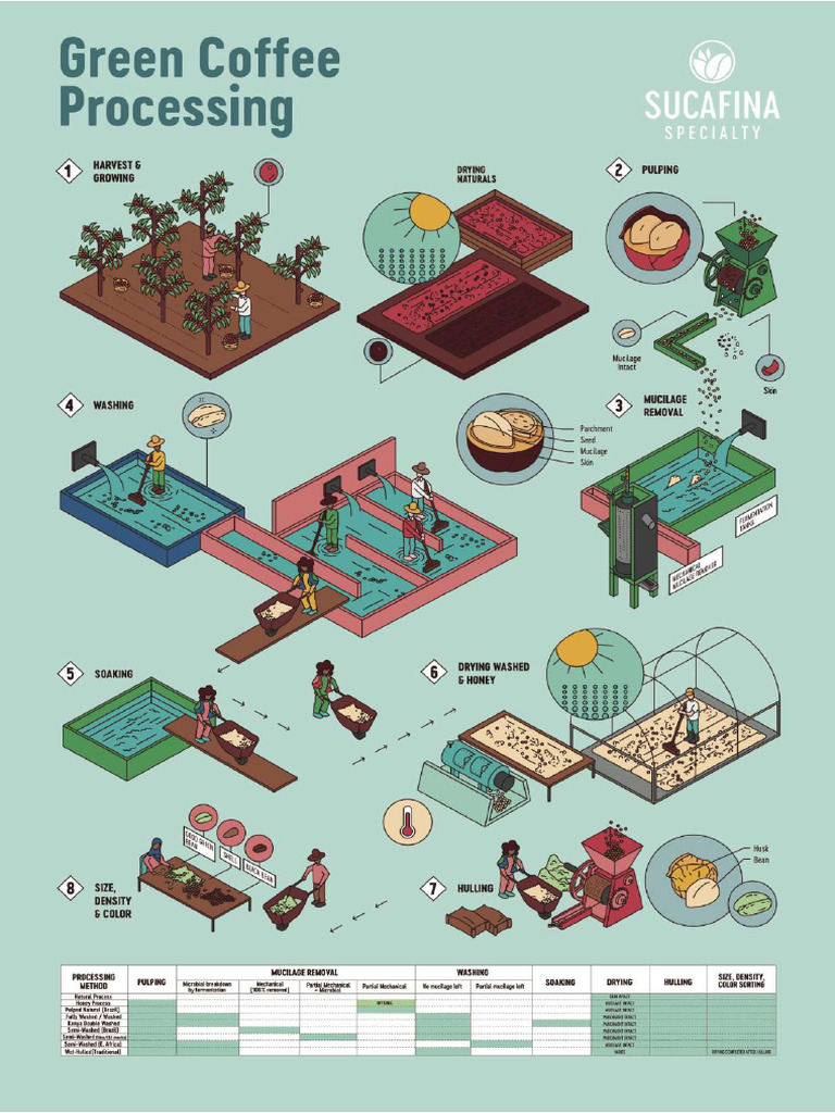 Green Coffee Processing | PDF