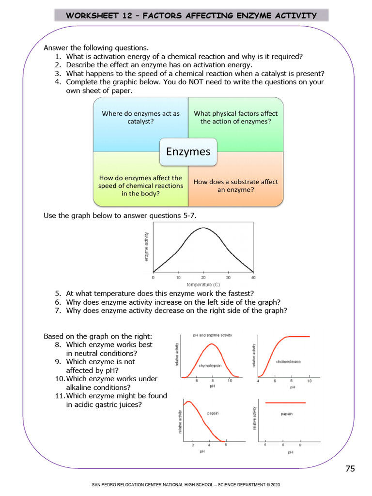 WS 12 Factors Affecting Enzyme Activity | PDF | Wellness