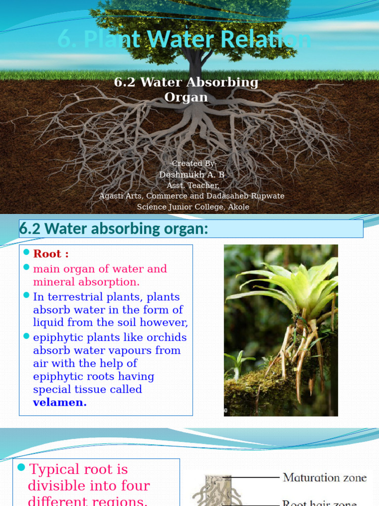 6.2 Water Absorbing Organ | PDF | Science & Mathematics