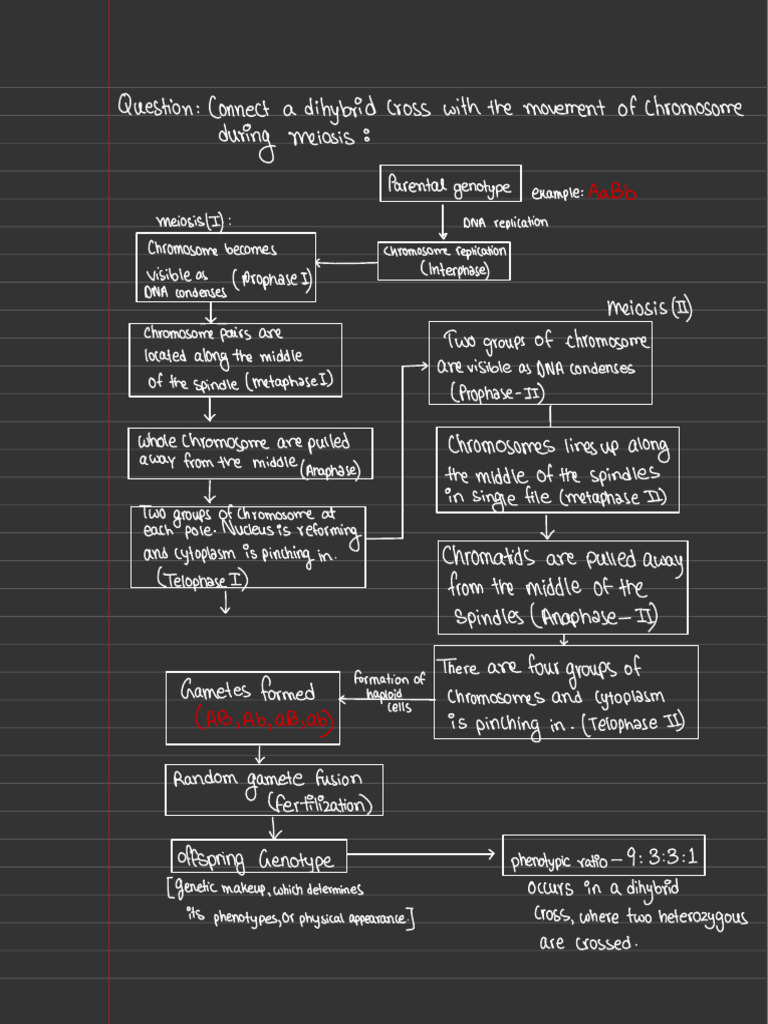 Concept Map Assignment 3 | PDF | Meiosis | Cellular Processes