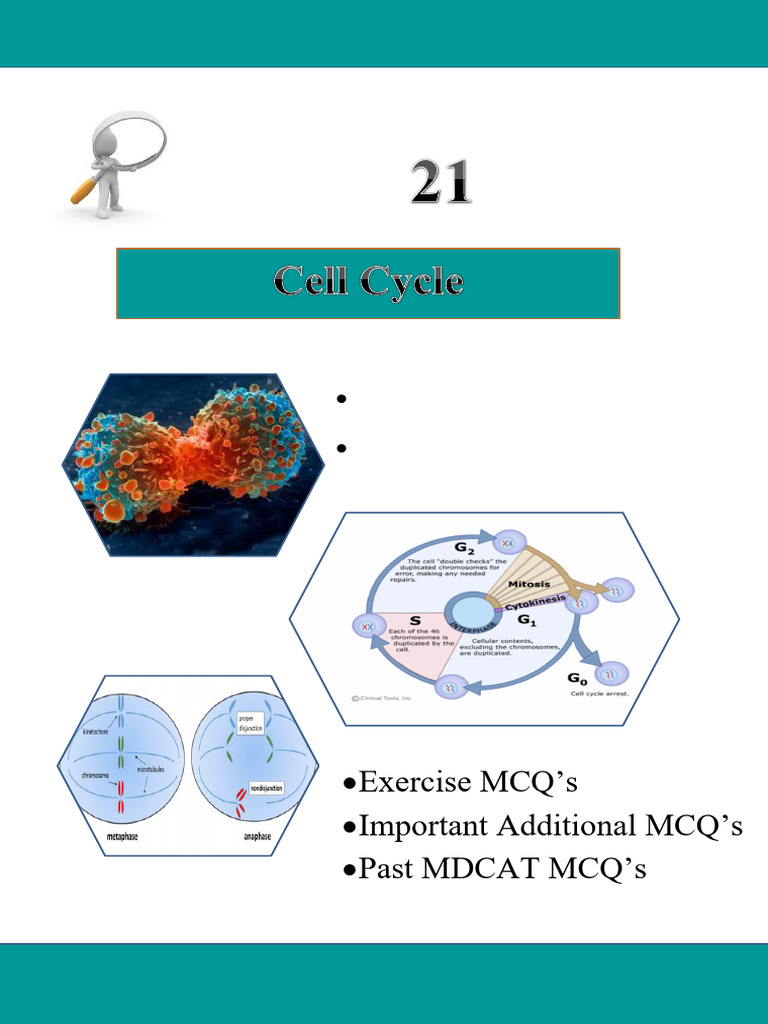 Cell Cycle Note and Mcqs by Study Corner | PDF | Meiosis | Mitosis