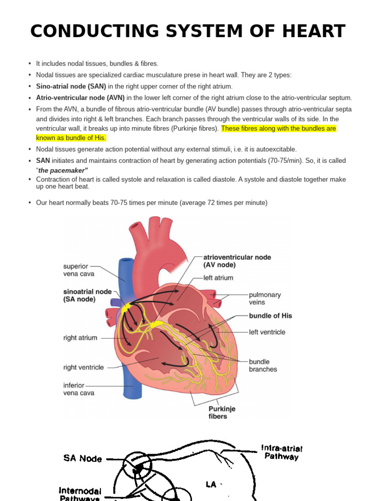 Conducting System of Heart | PDF | Diastole | Ventricle (Heart)