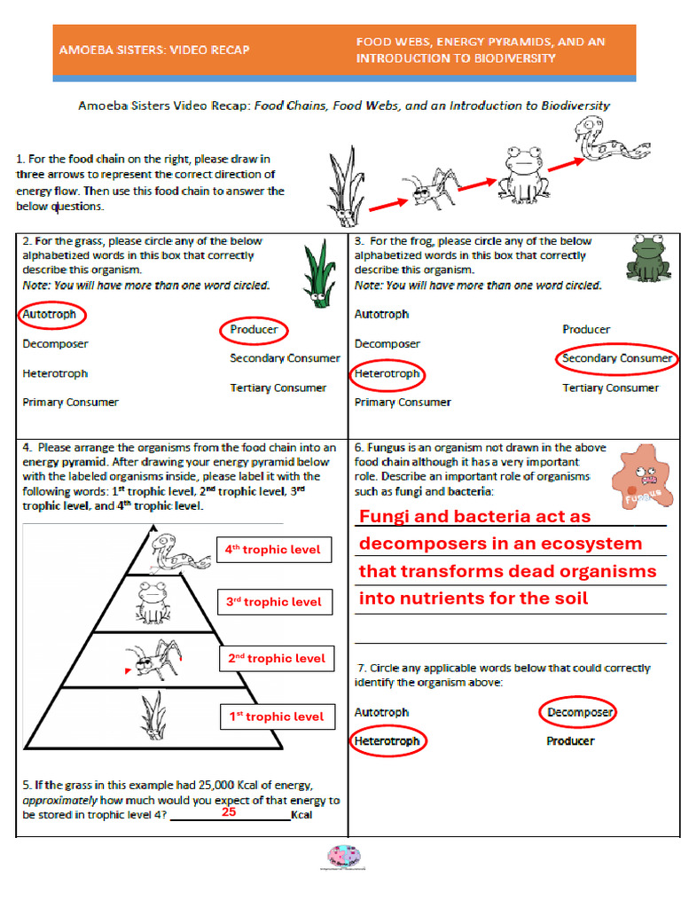 Food Web Worksheet Answer | PDF