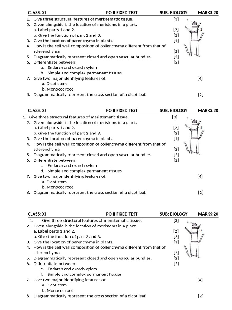 XI BIO FIXED TEST | PDF | Plant Stem | Tissue (Biology)