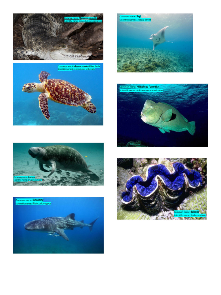 Marine Endangered Species | PDF | Science & Mathematics
