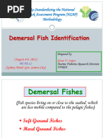 Pakol Fish: Characteristics and Habitat | PDF