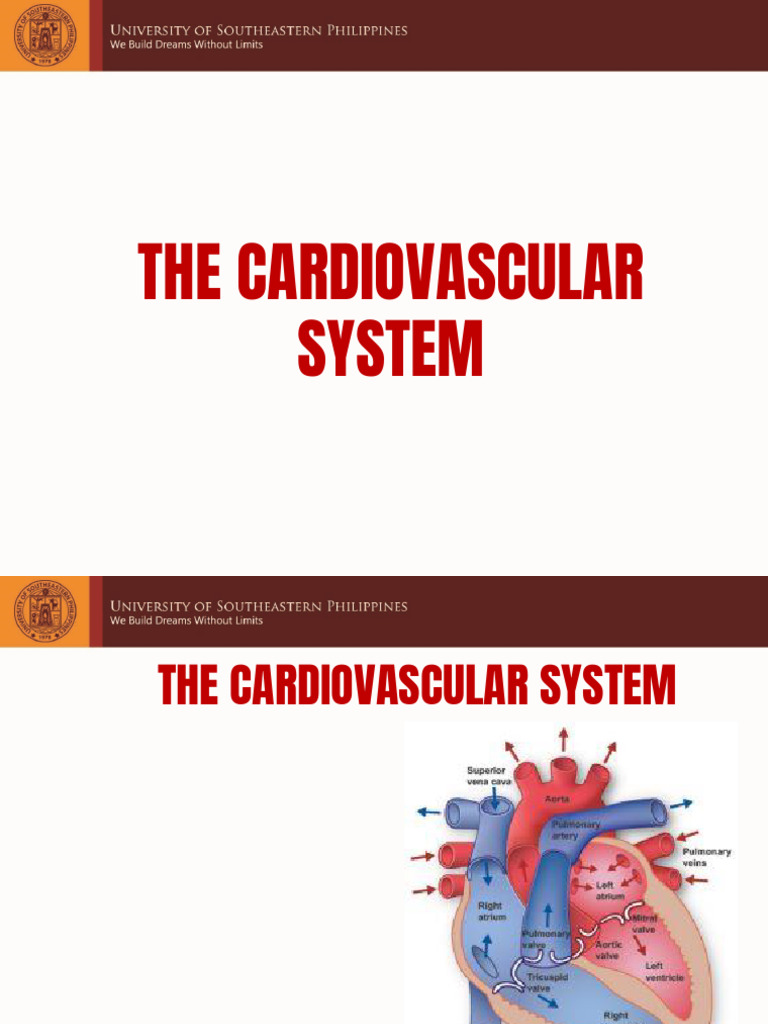 Understanding the Cardiovascular System | PDF