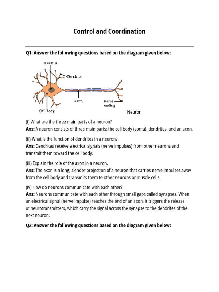 Control and Coordination Diagram Based Question | PDF | Neuron | Endocrine System