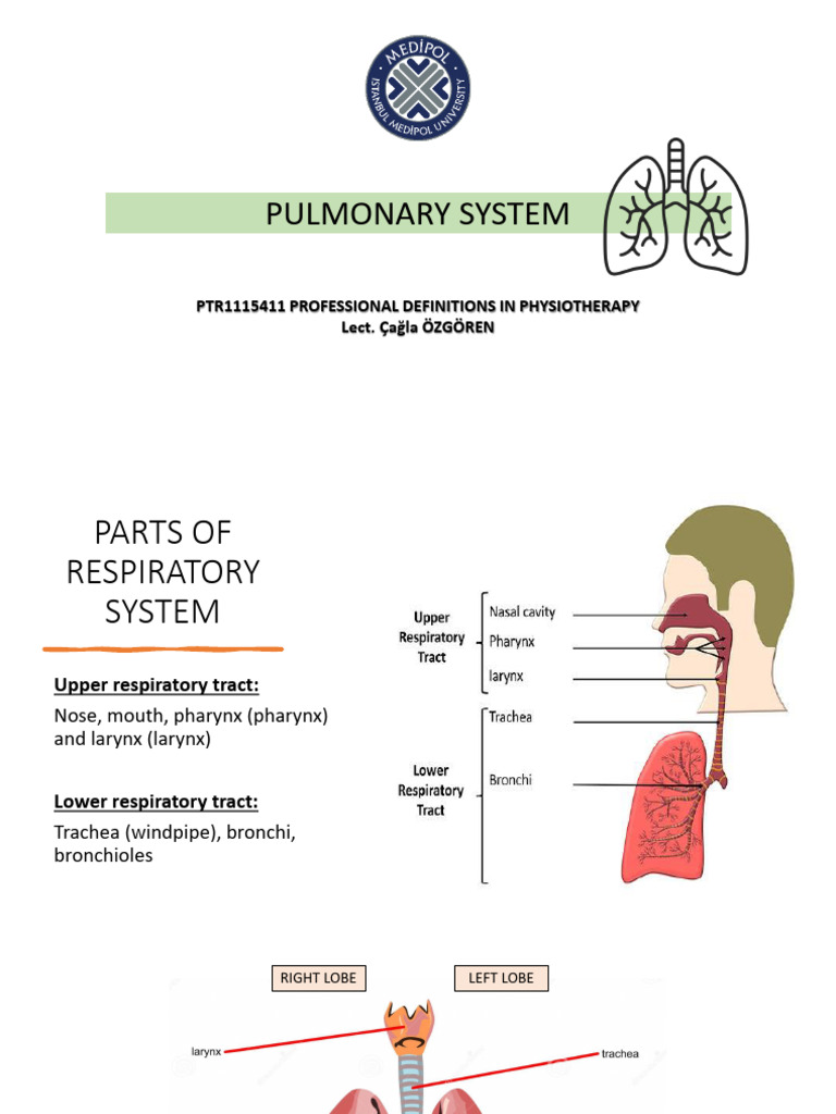 Pulmonary System | PDF | Lung | Respiratory Tract
