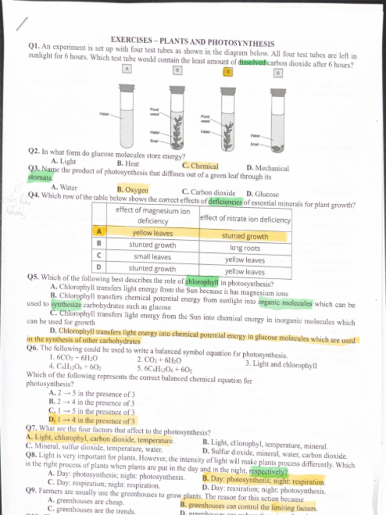 Exercise - Plants and Photosynthesis | PDF