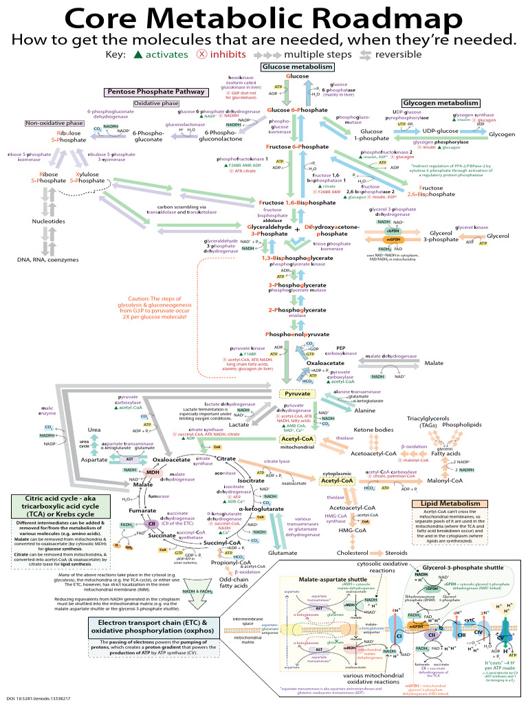 Core Metabolic Pathways Overview | PDF | Citric Acid Cycle | Chemistry
