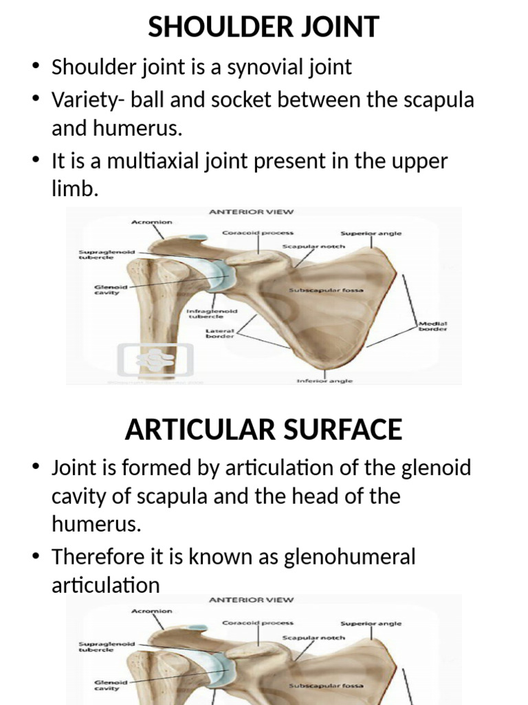 Anatomy and Function of the Shoulder Joint | PDF | Shoulder ...
