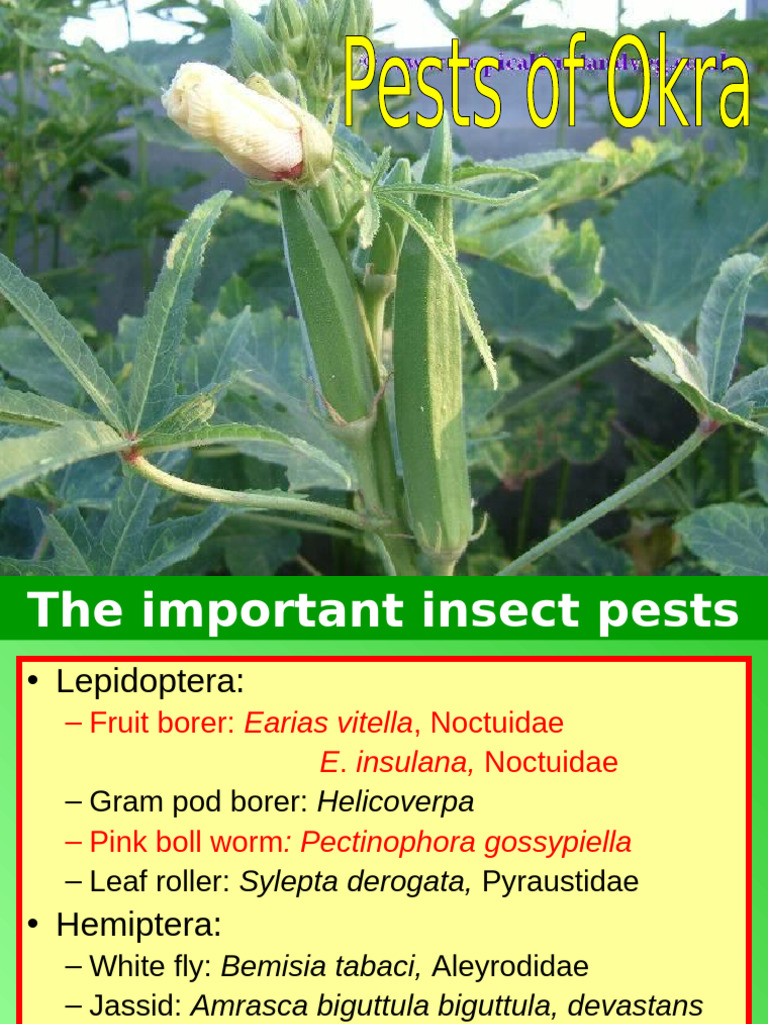 Pest of Okra | PDF | Pupa | Insects