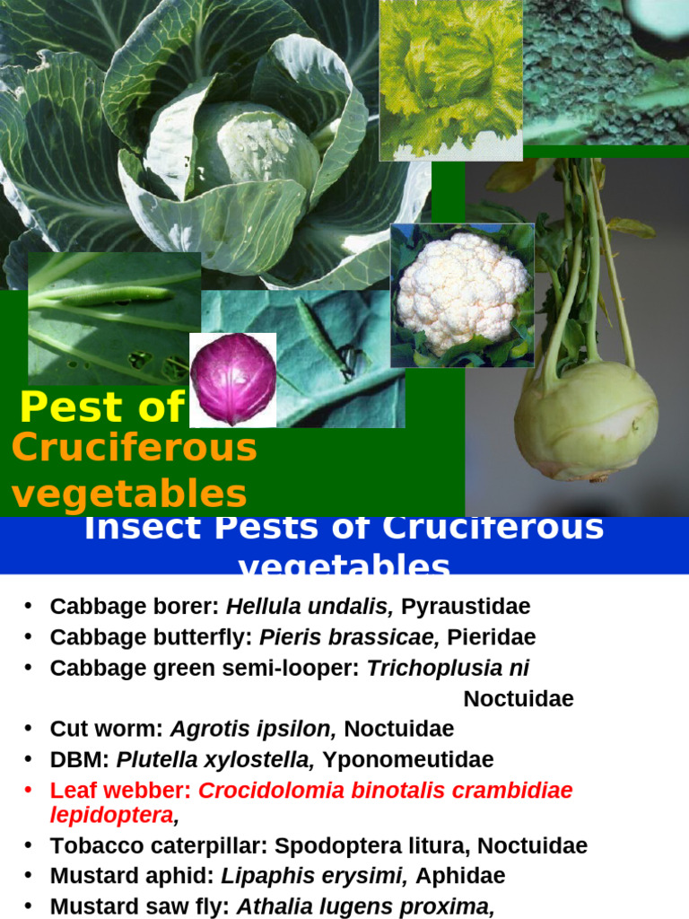 Cruciferous Vegetables | PDF | Butterfly | Pupa