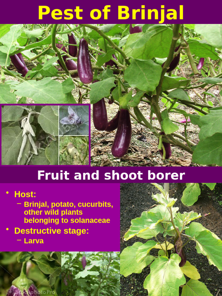 Brinjal or Egg Plant | PDF | Leaf | Pest (Organism)