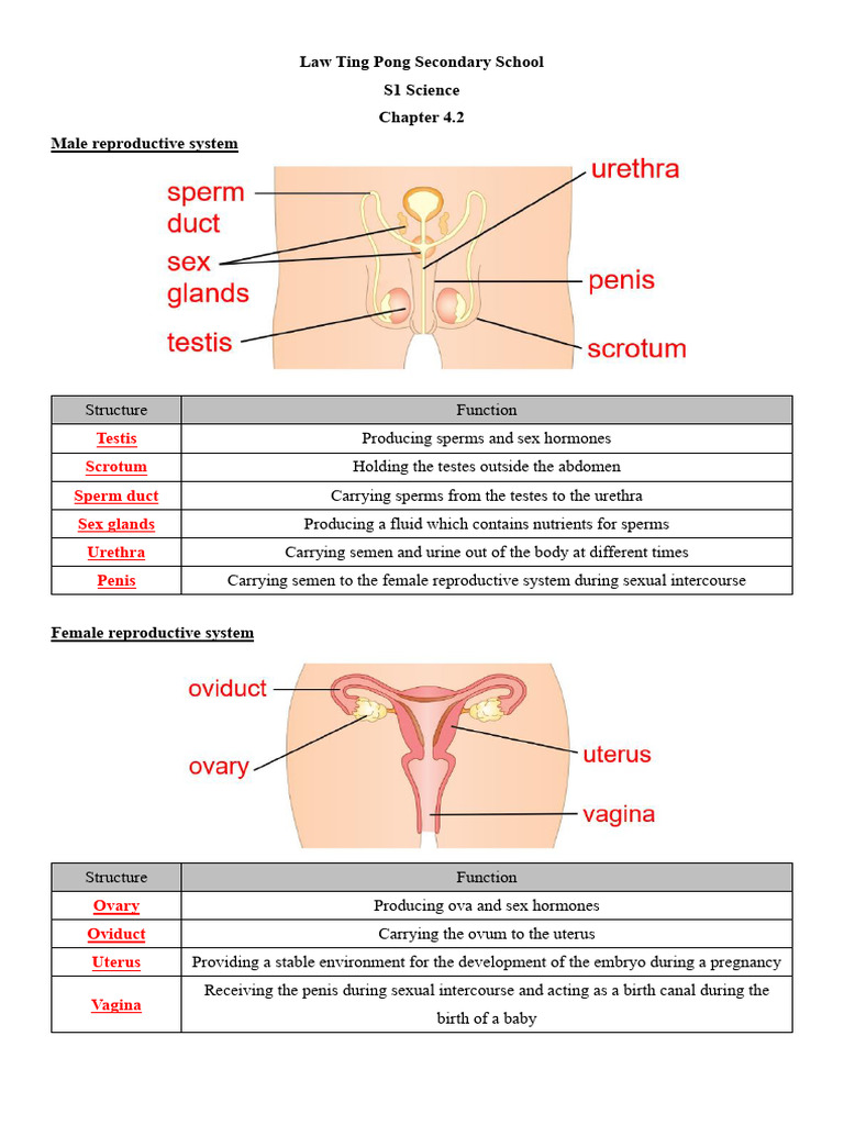 22-23 S1-Sci Ch4.2 Quiz (Revision) | PDF | Uterus | Reproductive System