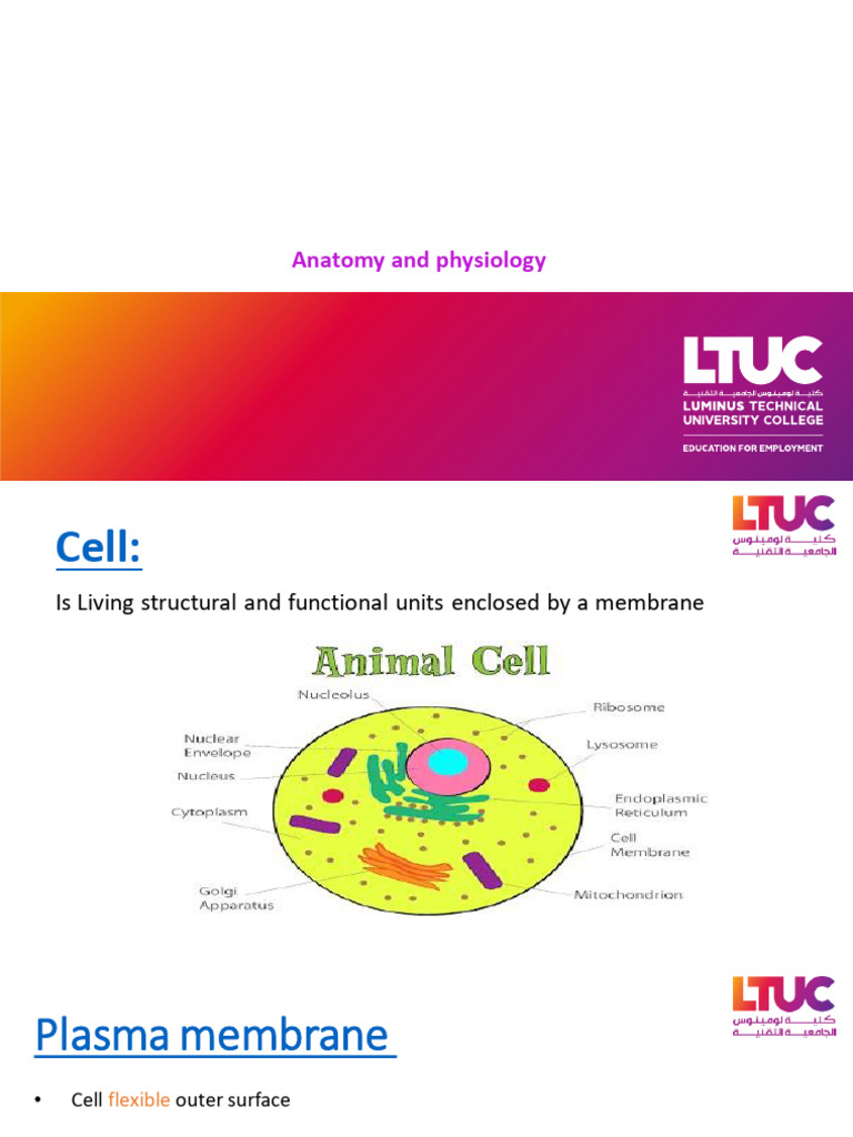 Cell anatomy | PDF | Cell Membrane | Cell (Biology)