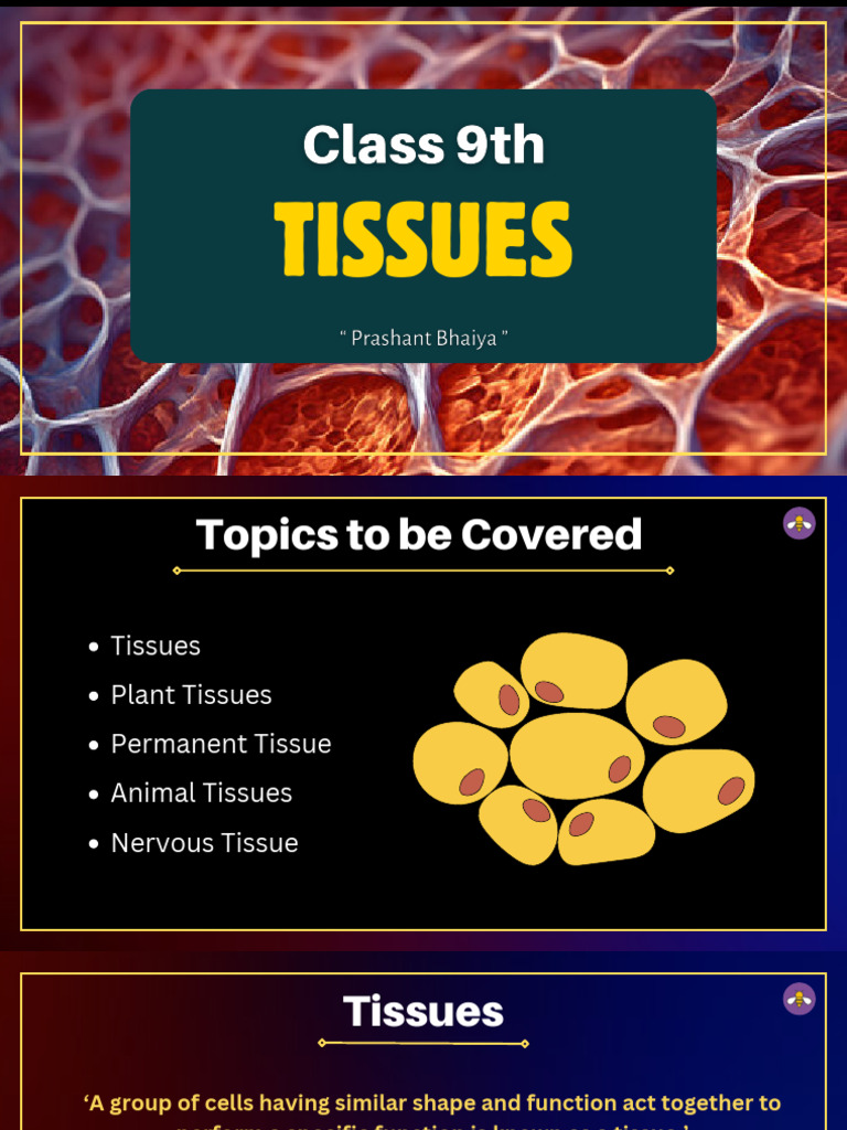 Animals Tissue | PDF | Epithelium | Muscle